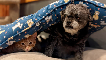 Thrifting for Your Pet at Goodwill | Goodwill NCW